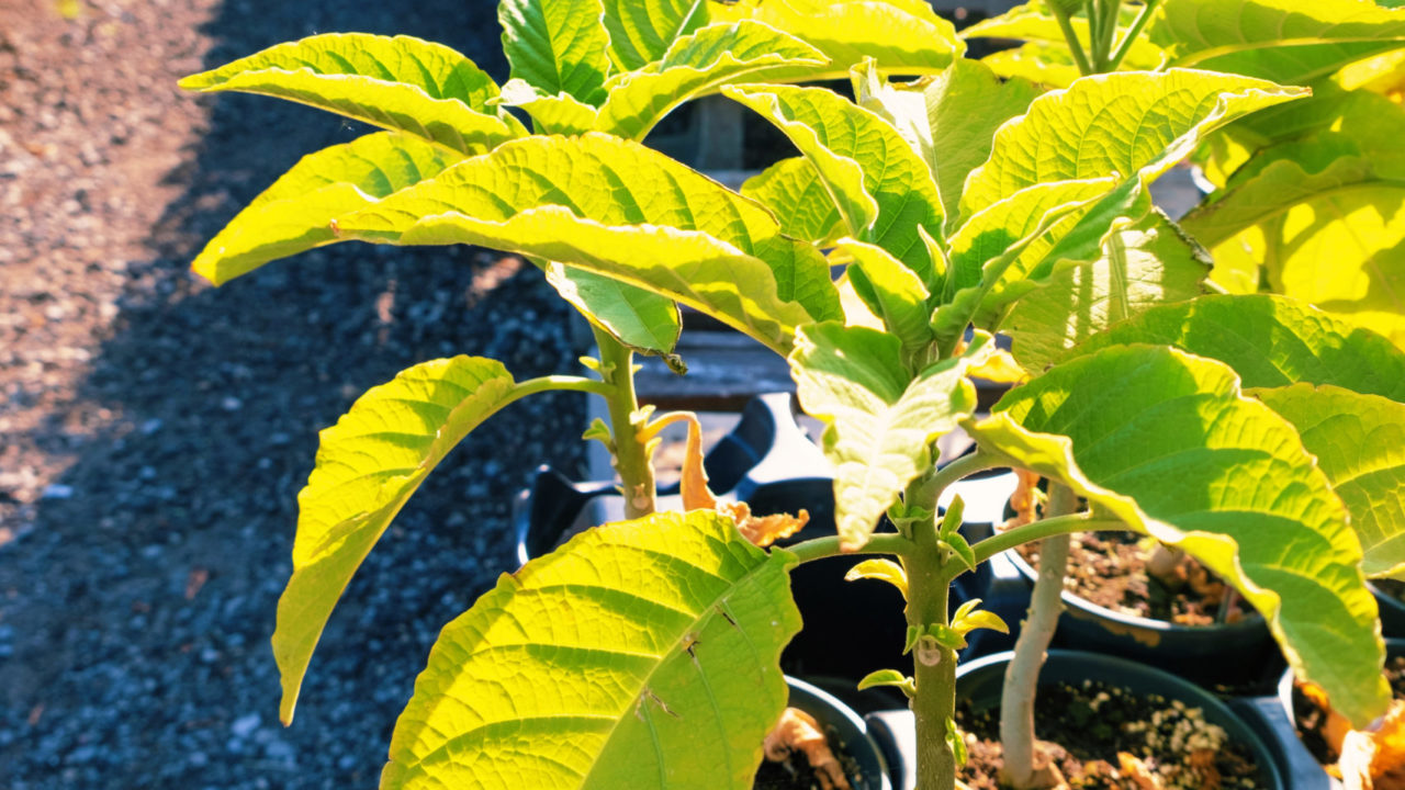 Home | Sandys Farm - Farmers Market and Garden Centre