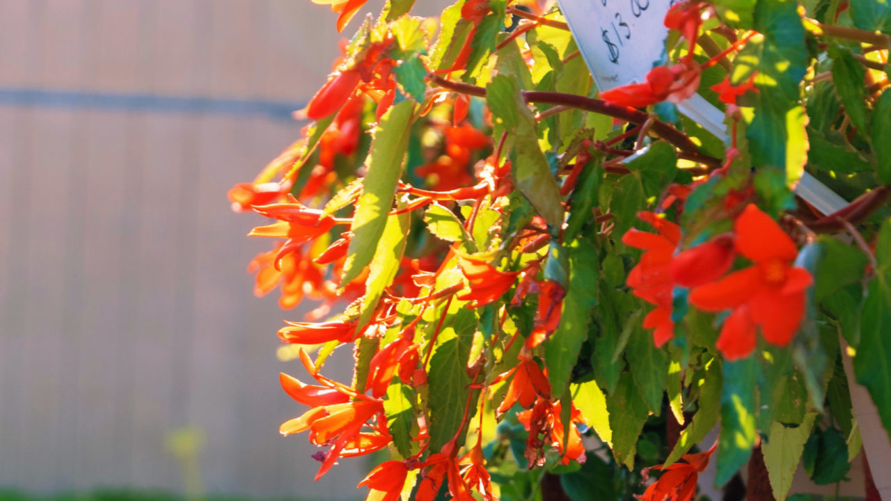 Home | Sandys Farm - Farmers Market and Garden Centre